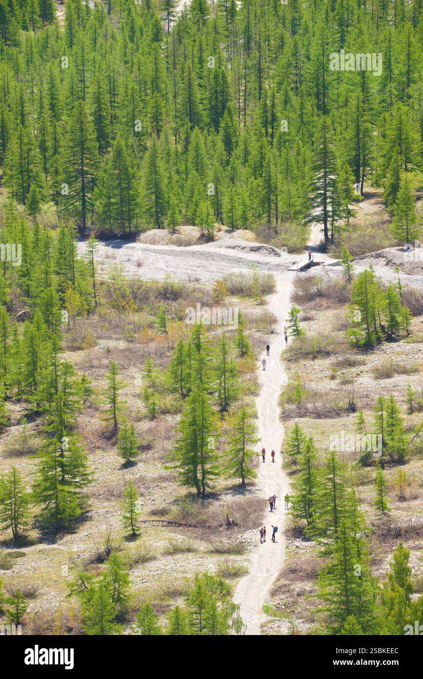 Hikers passing along a path through larch conifers in the San Pierre ...