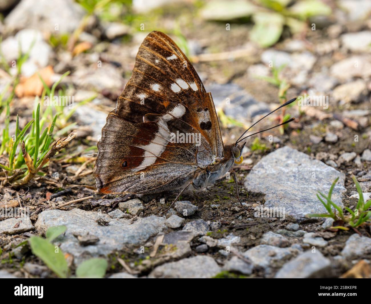 Purple Emperor Butterfly. Wings Closed Stock Photo - Alamy