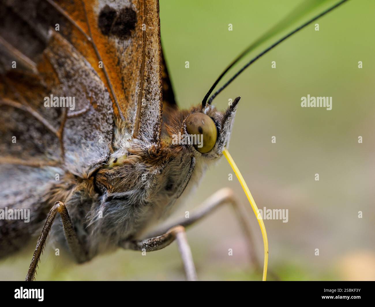 Purple Emperor Butterfly. Wings Closed Stock Photo - Alamy