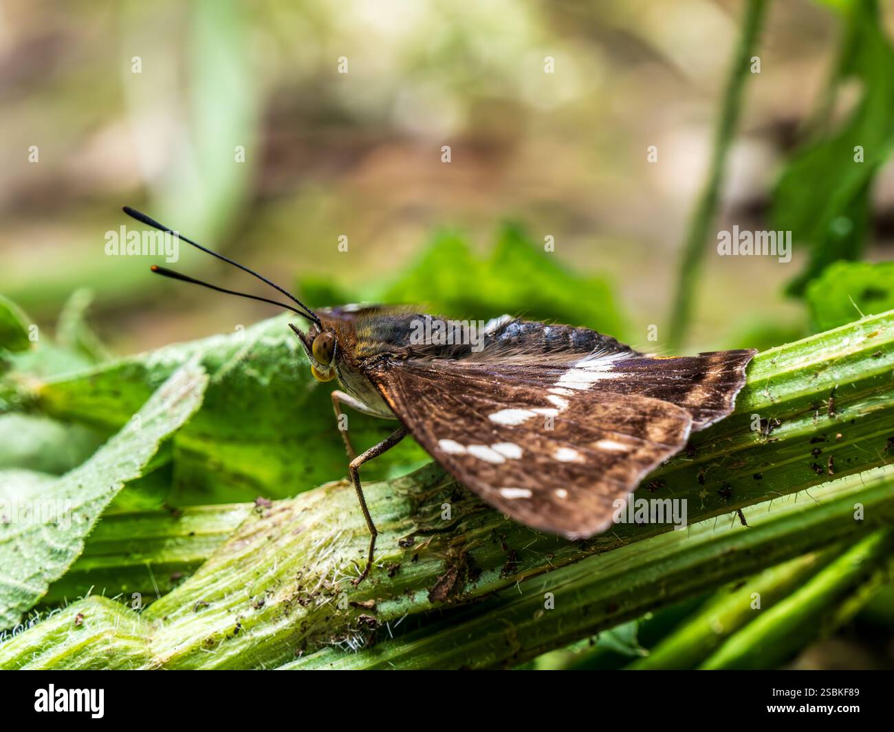 Purple Emperor Butterfly. Wings Open Stock Photo - Alamy