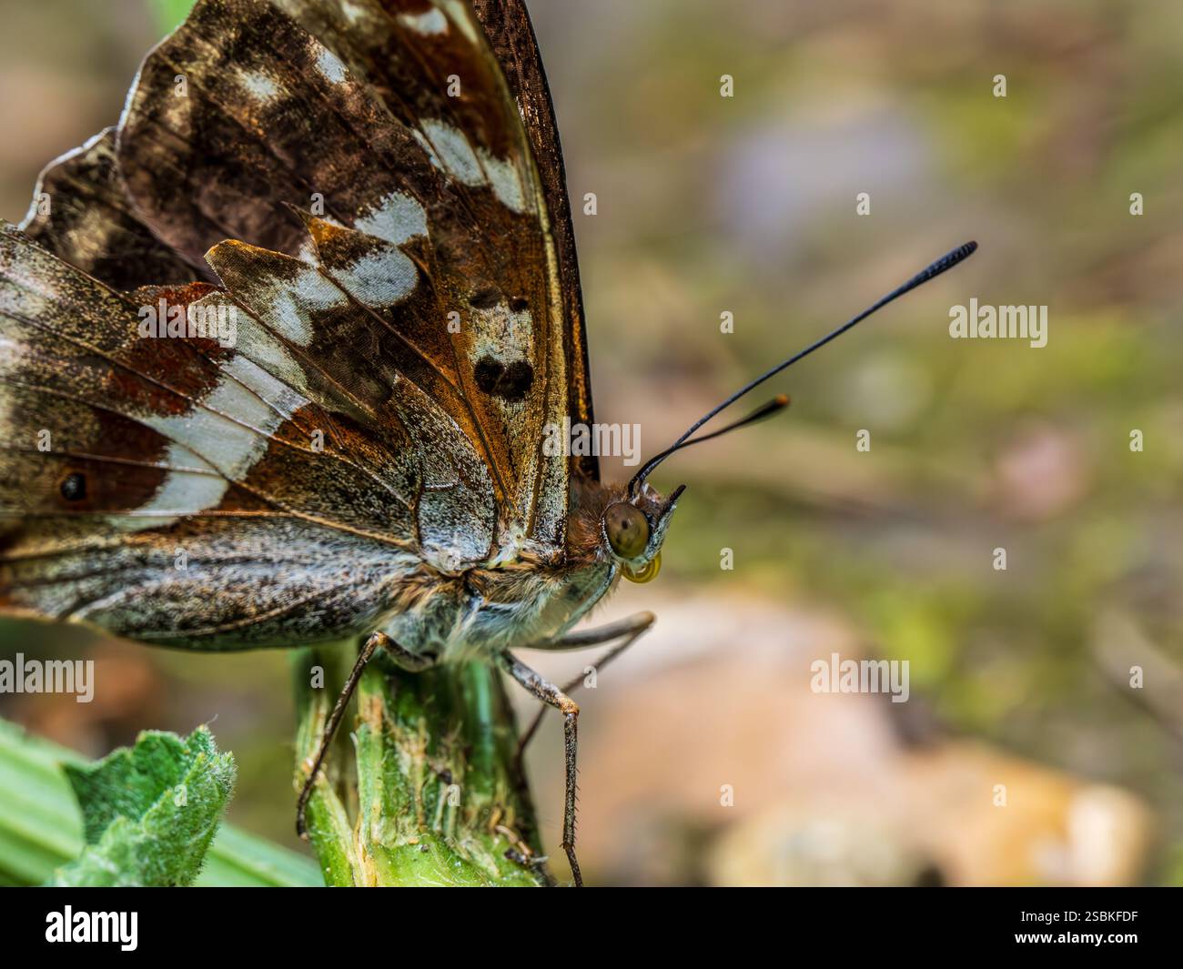 Purple Emperor Butterfly. Wings Closed Stock Photo - Alamy