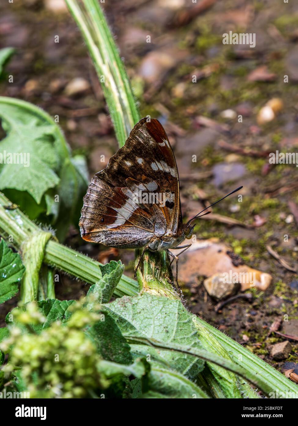 Purple Emperor Butterfly. Wings Closed Stock Photo - Alamy