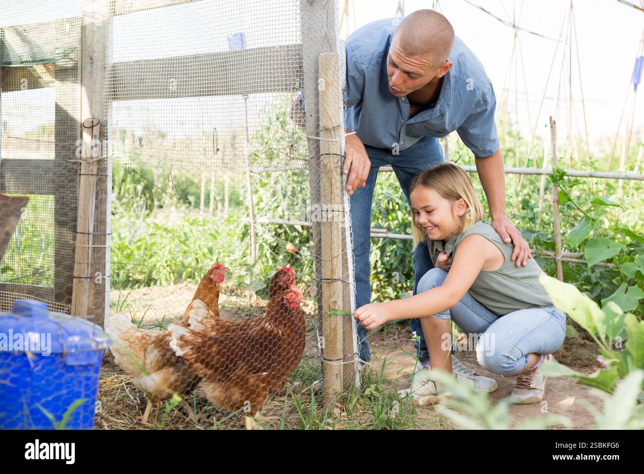 Father and her daughter feed chickens in chicken coop in backyard of ...