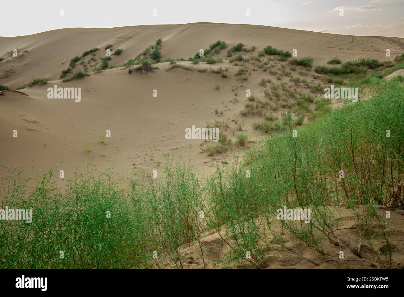 View of Barkhan Sarykum, wonder of Dagestan, the largest dune in the ...