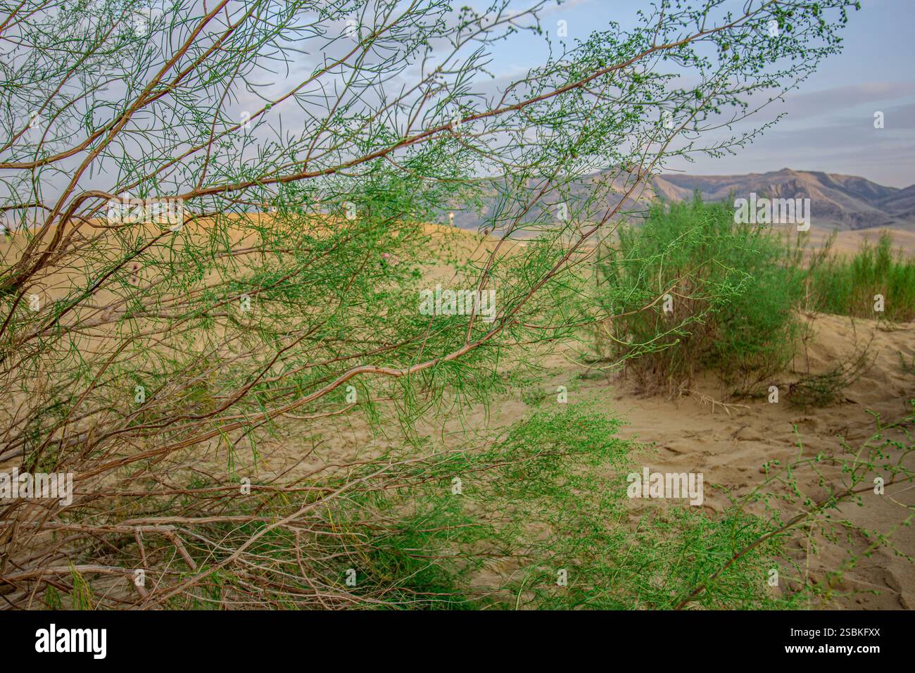 View of Barkhan Sarykum, wonder of Dagestan, the largest dune in the ...