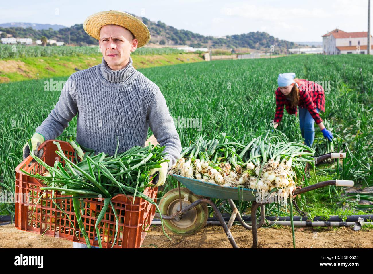 Man professional horticulturist holding crate with harvest green onion ...