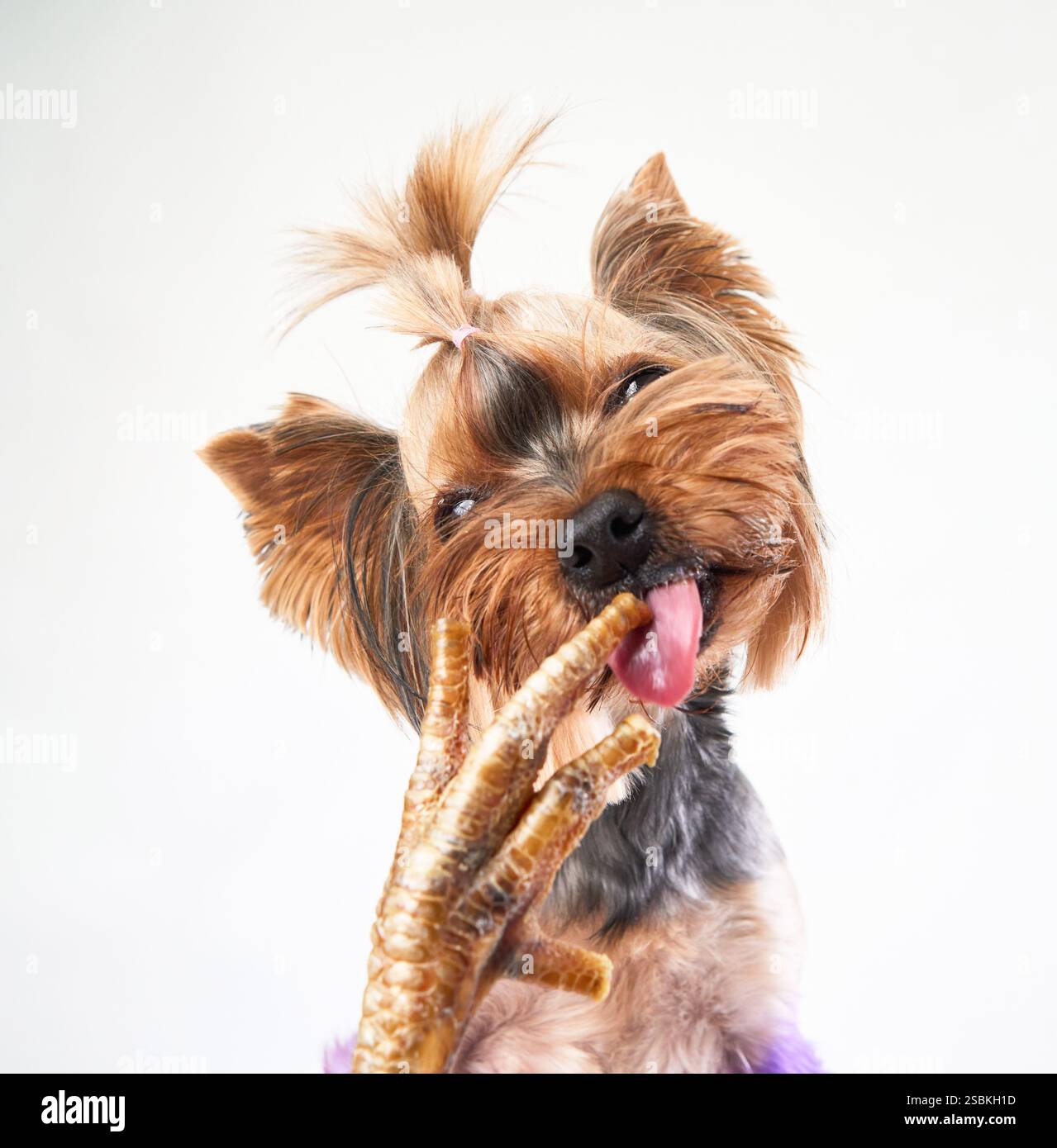 A Yorkshire Terrier is captured chewing on a snack stick with ...