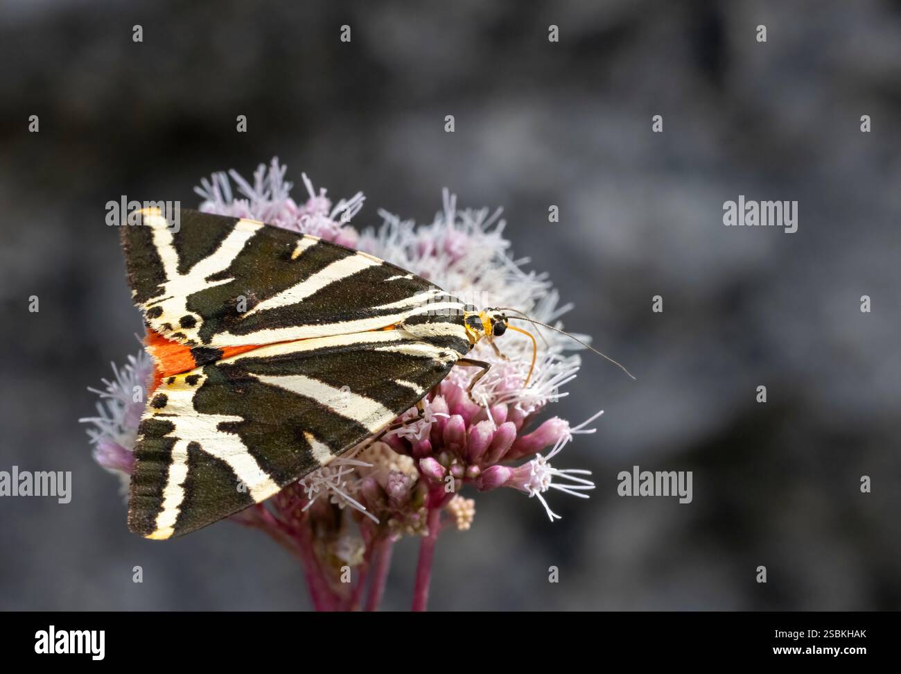 Euplagia quadripunctaria in French highlands, Auvergne, Cantal, France ...