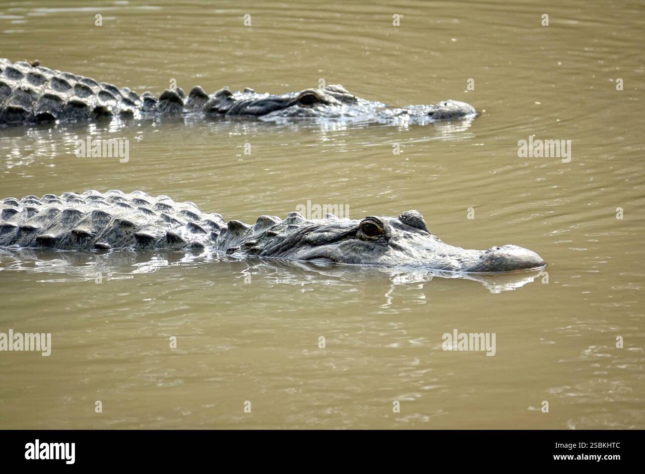 American alligators in a South Florida swamp, Everglades National Park ...