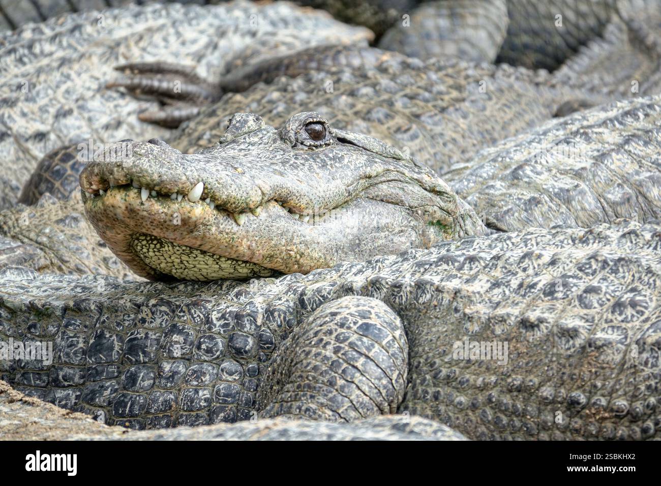 American alligators in a South Florida swamp, Everglades National Park ...