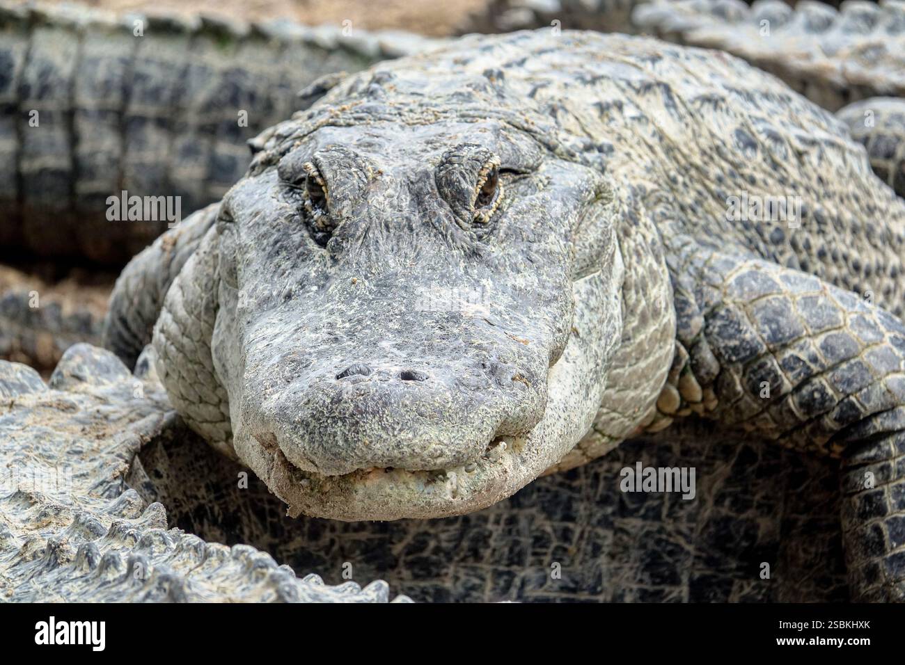 American alligators in a South Florida swamp, Everglades National Park ...