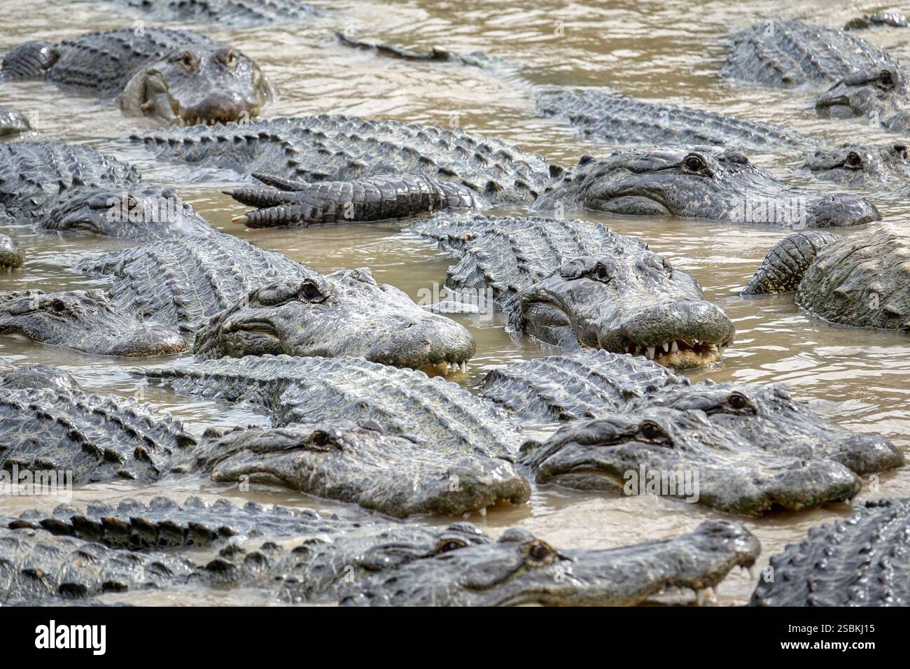 American alligators in a South Florida swamp, Everglades National Park ...
