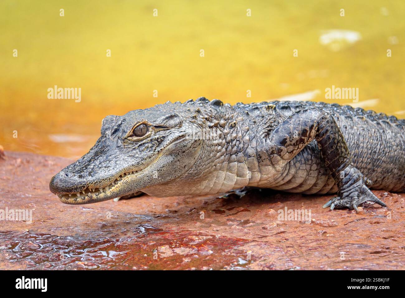 American alligators in a South Florida swamp, Everglades National Park ...