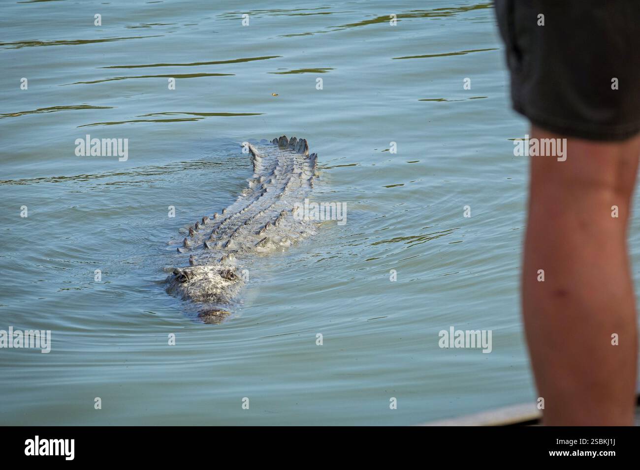 American alligators in a South Florida swamp, Everglades National Park ...