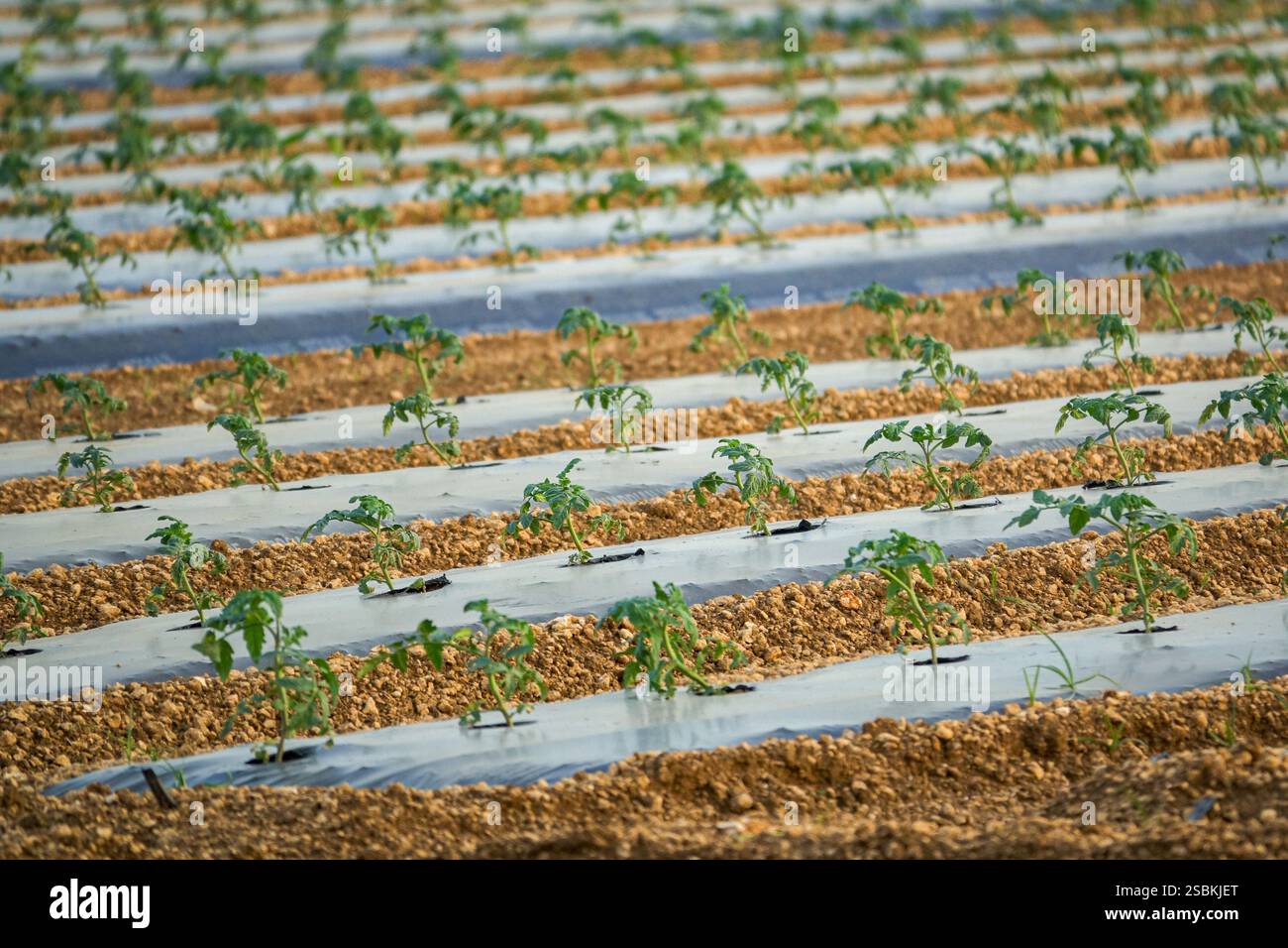 The ground surface is covered with plastic mulch. Cultivation of Tomato ...