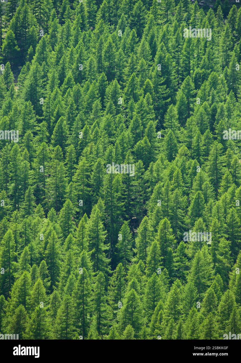 Detail of larch conifers on the mountain peaks around Ailefroide ...