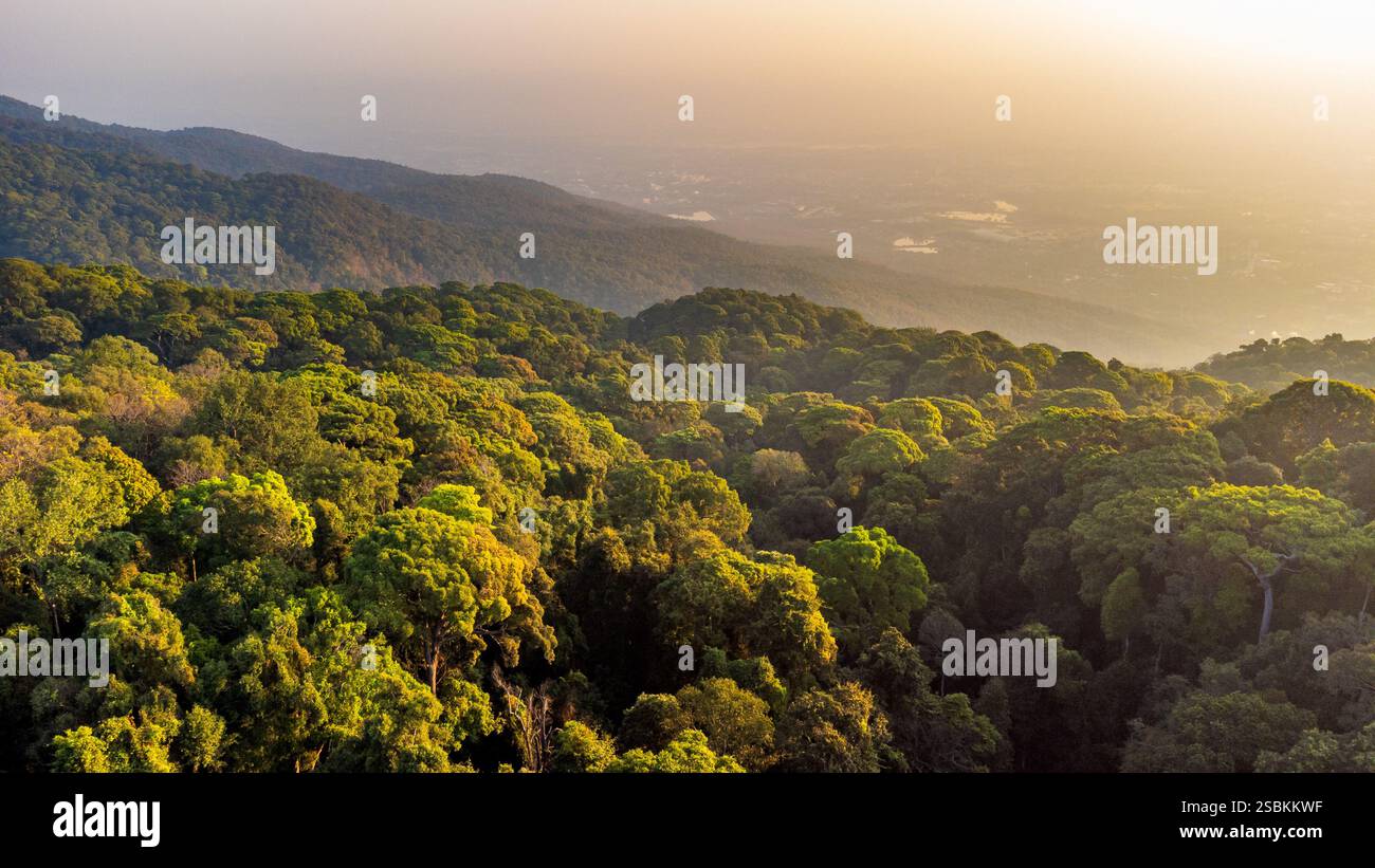 Warm sunlight illuminating dense green forest canopy in mountainous ...