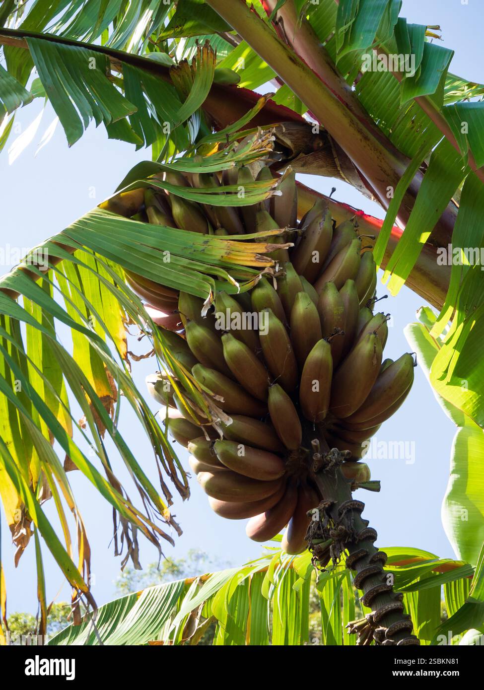 Red Dacca Bananas growing on a tree, large green leaves Stock Photo - Alamy