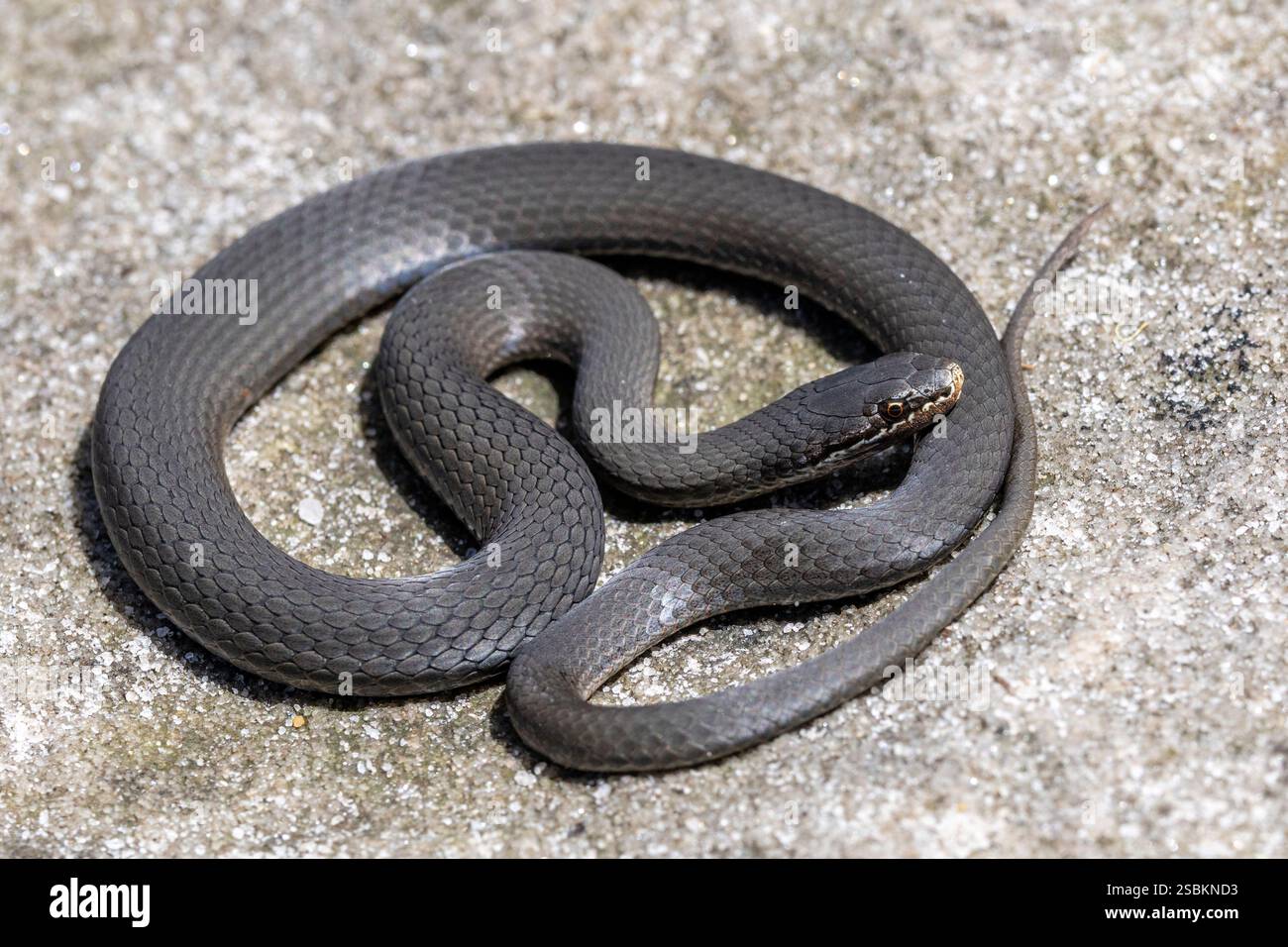 Australian White-lipped Snake basking on sandstone rock Stock Photo - Alamy