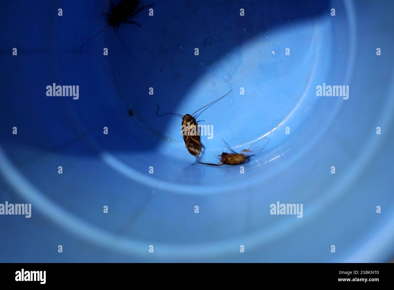 General views of cockroaches at the Galliness Paradise Hotel in Bo ...