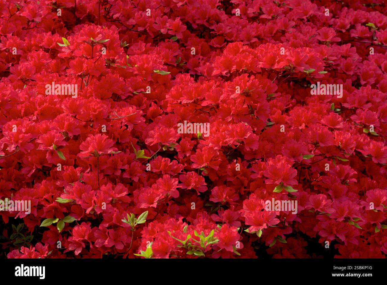 Magenta / red Rhododendron flowers in bloom. Rhododendron is a very ...