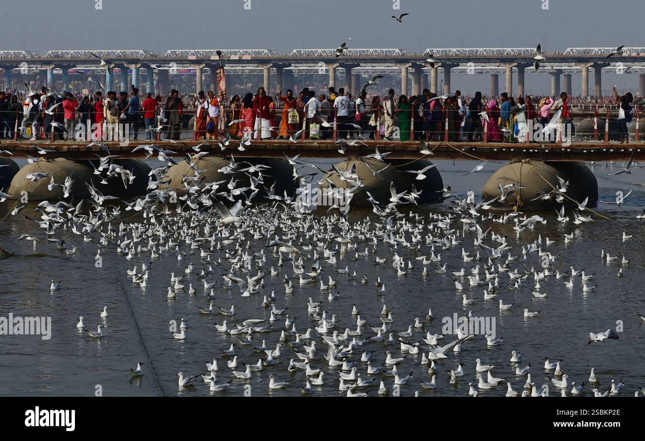 PRAYAGRAJ, INDIA - FEBRUARY 1: Siberian birds are flying over the ...