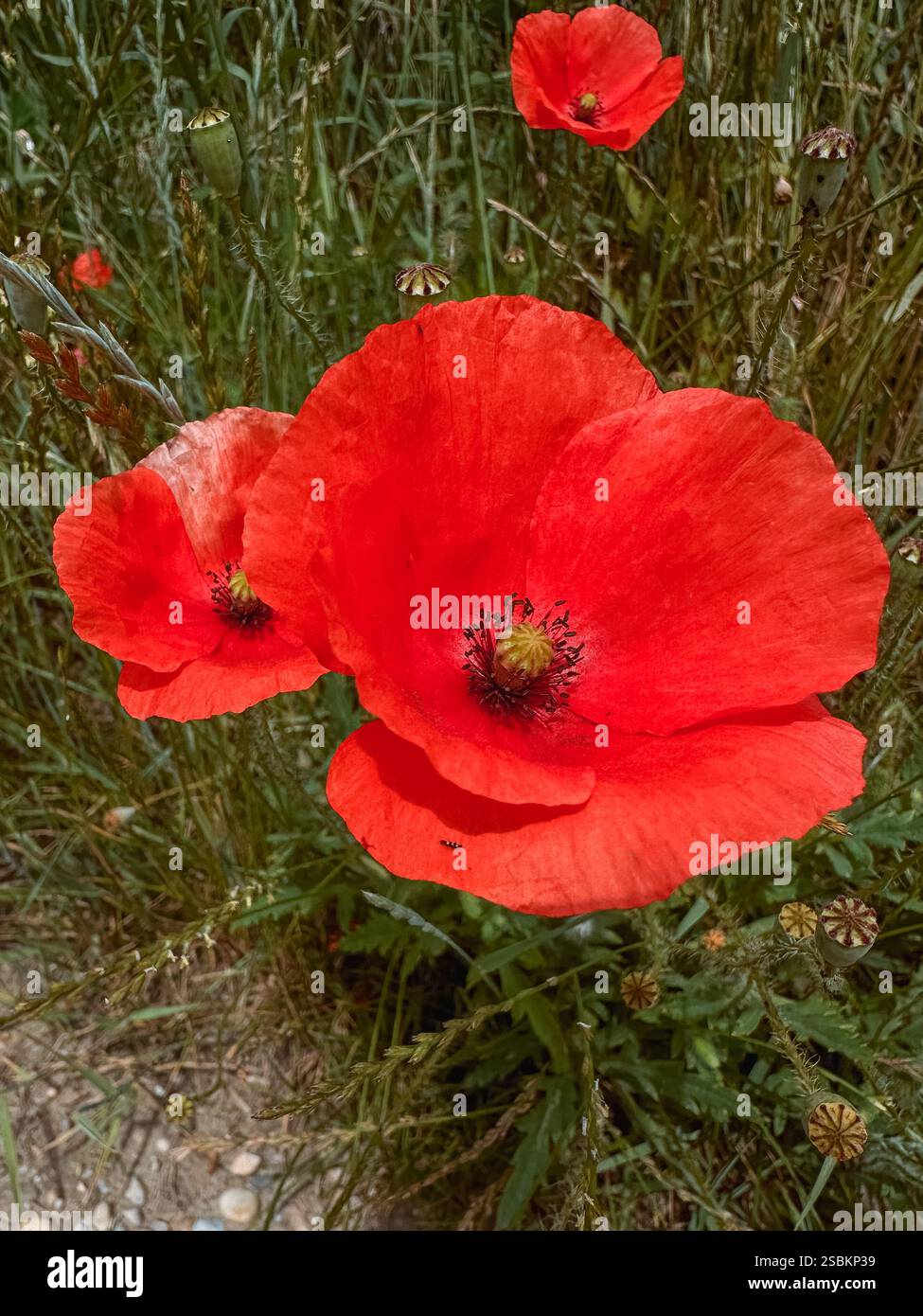 Poppies poppy flax hi-res stock photography and images - Alamy