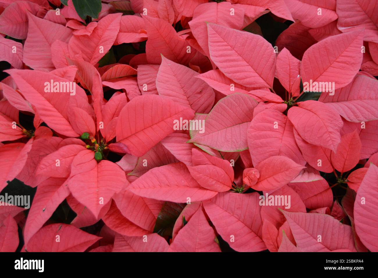 Poinsettia pink flowers blooming hi-res stock photography and images ...