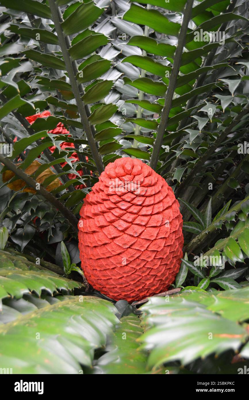 Cycad cone plant Encephalartos ferox Stock Photo - Alamy
