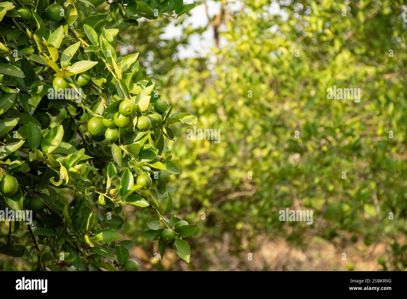 Farmer checking his lemon crop, Farmer Inspecting Lemon Trees, Checking ...