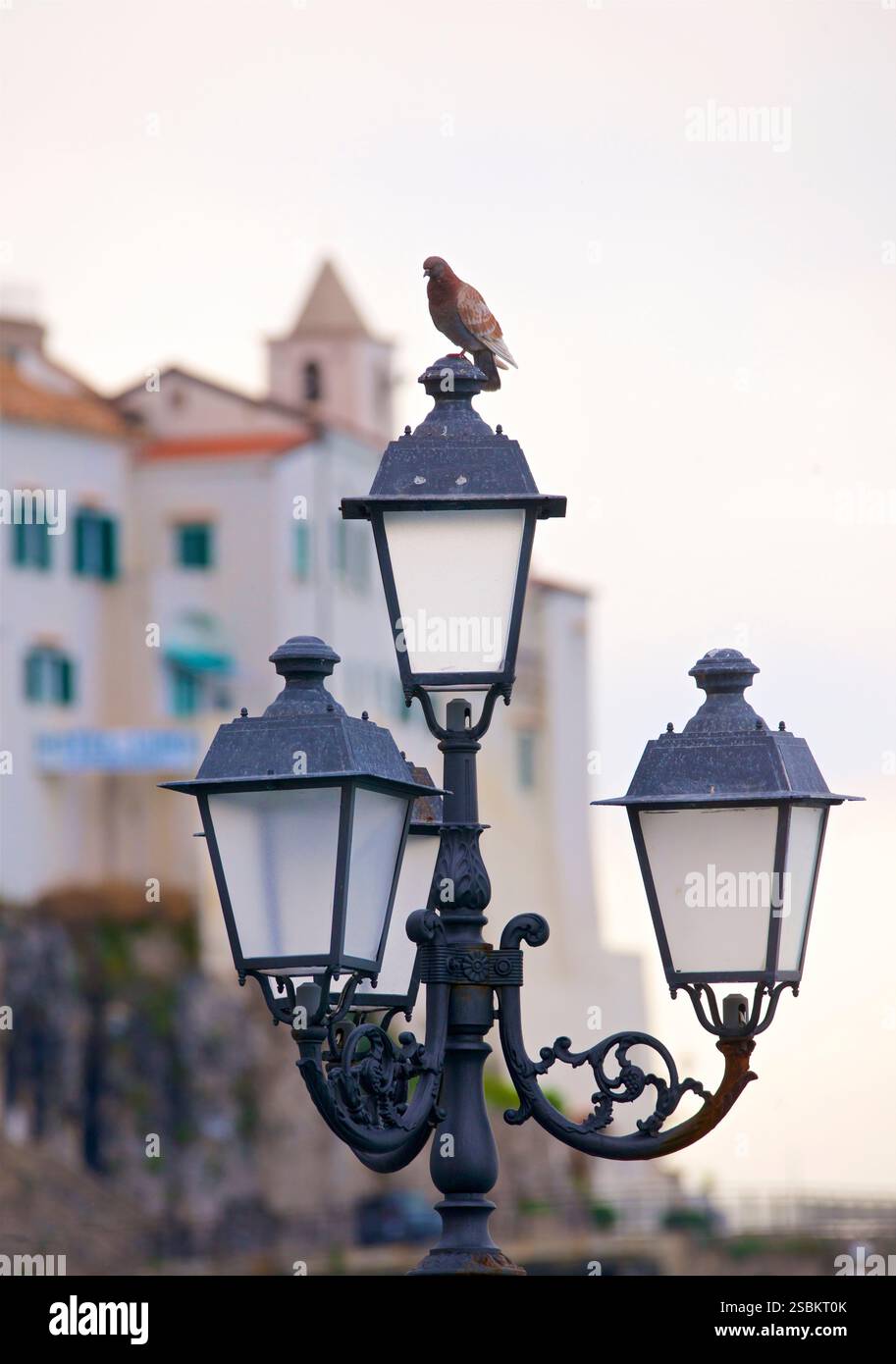 Lampost bird hi-res stock photography and images - Alamy