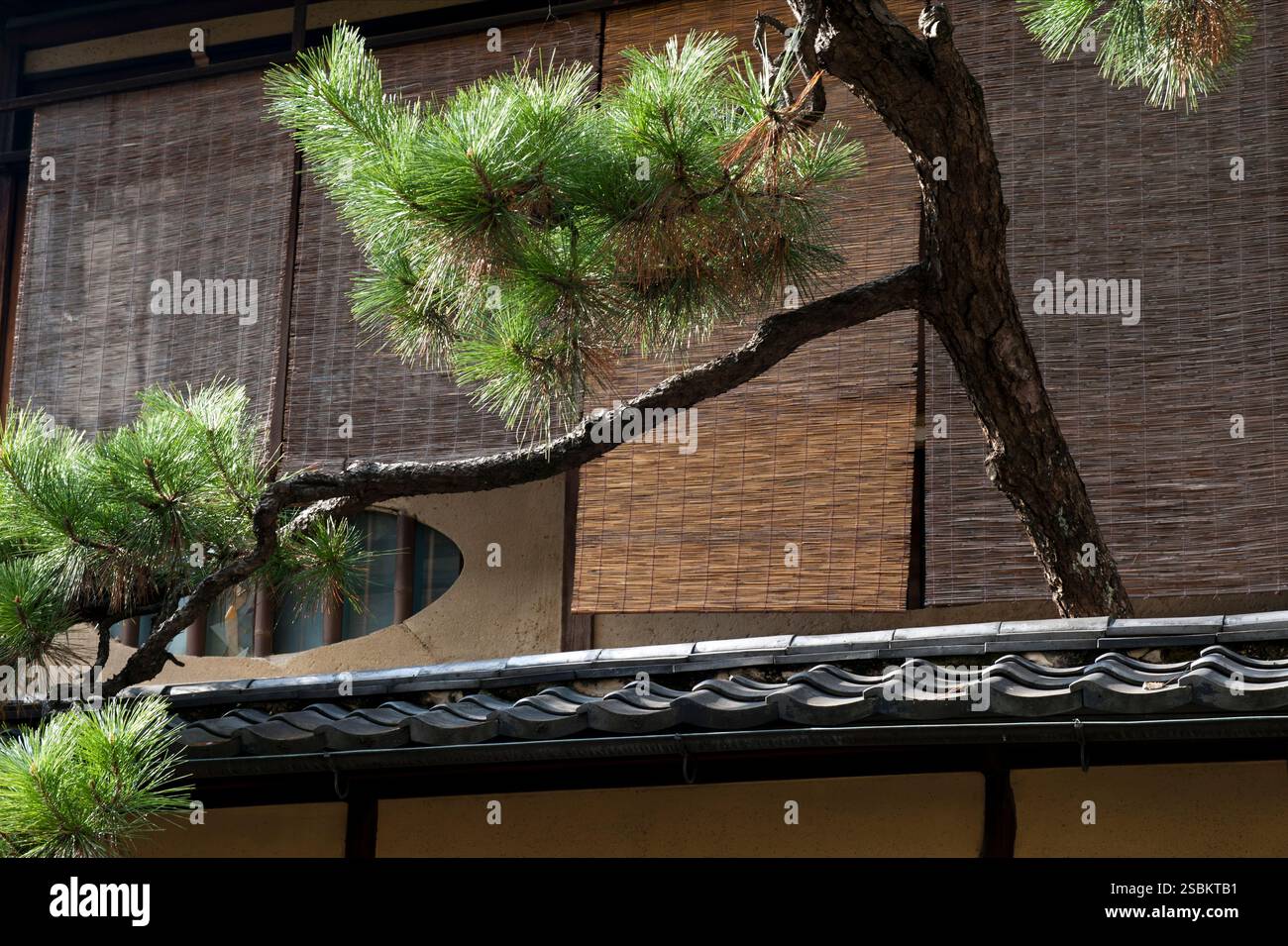Wispy matsu pine tree adds a Japanese aesthetic to a Kyoto machiya ...