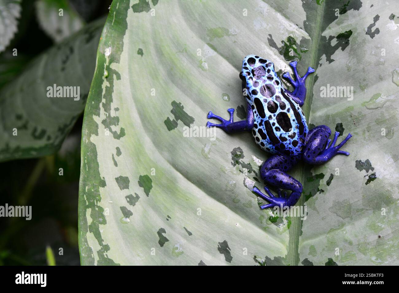 Blue and yellow frog hi-res stock photography and images - Alamy