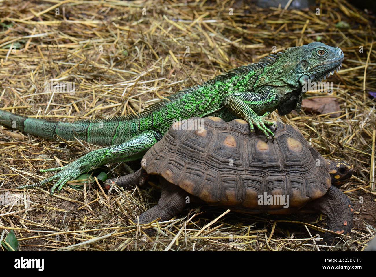 Green iguana on a turtles back Stock Photo - Alamy