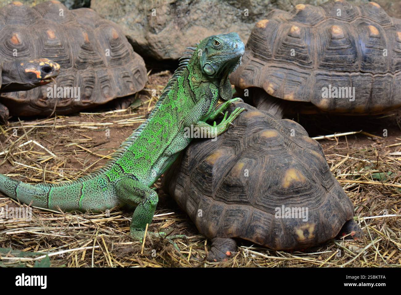 Iguana riding on turtles back hi-res stock photography and images - Alamy