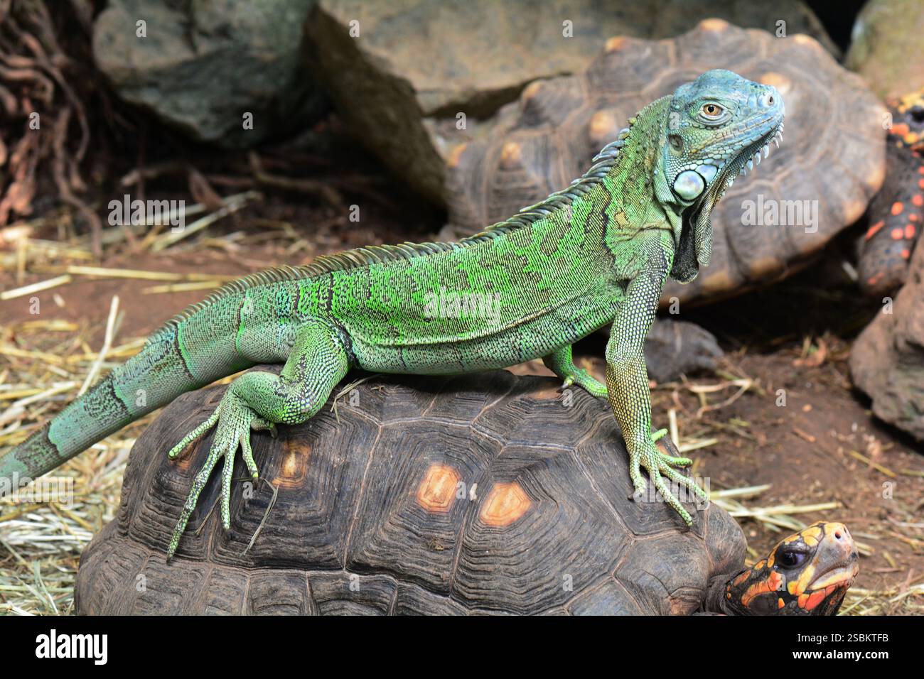 Green iguana on a turtles back Stock Photo - Alamy