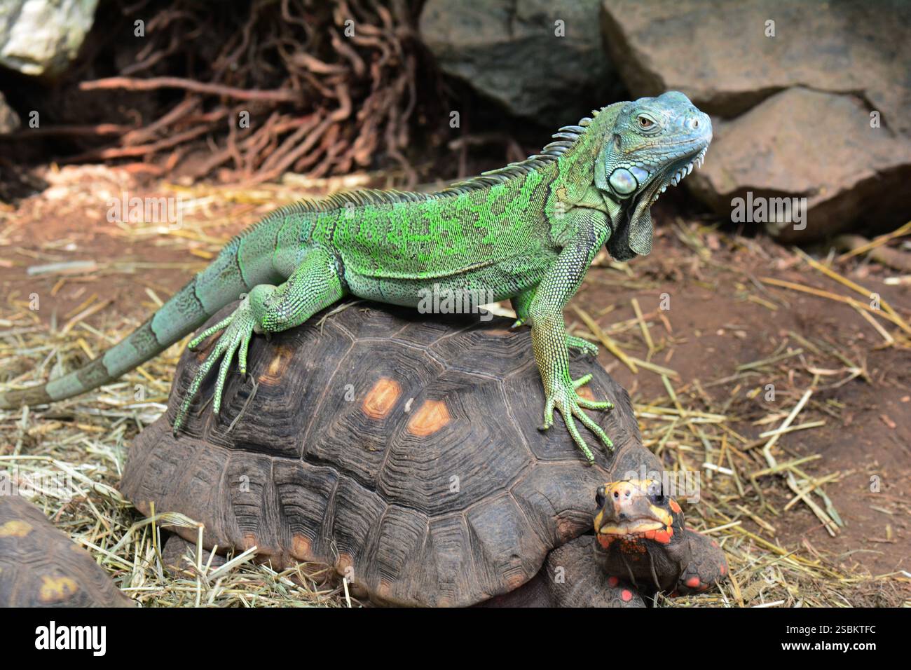 Dragon turtles hi-res stock photography and images - Alamy
