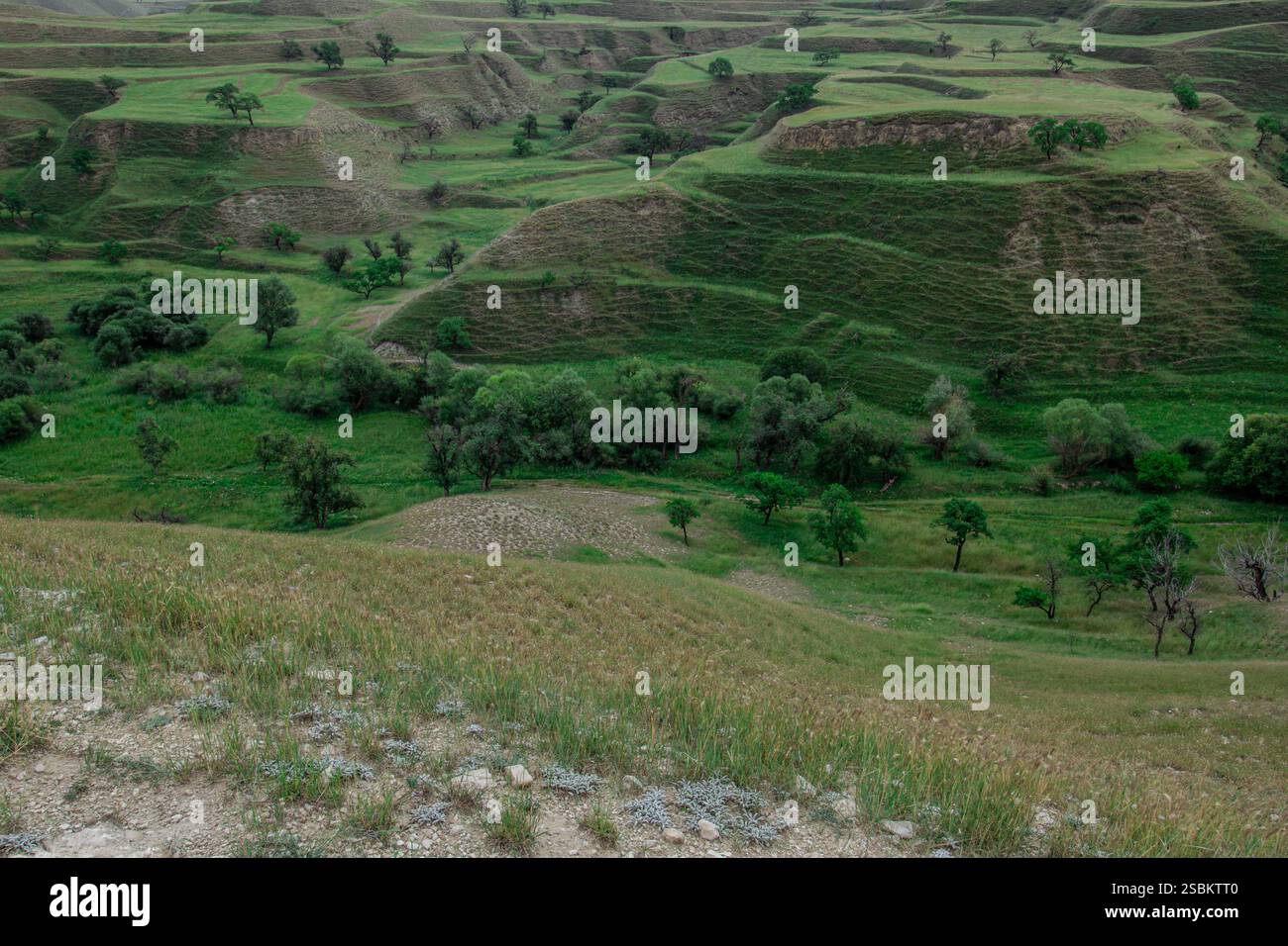 View of green pyramid-shaped layered mountains in the Caucasus Stock ...