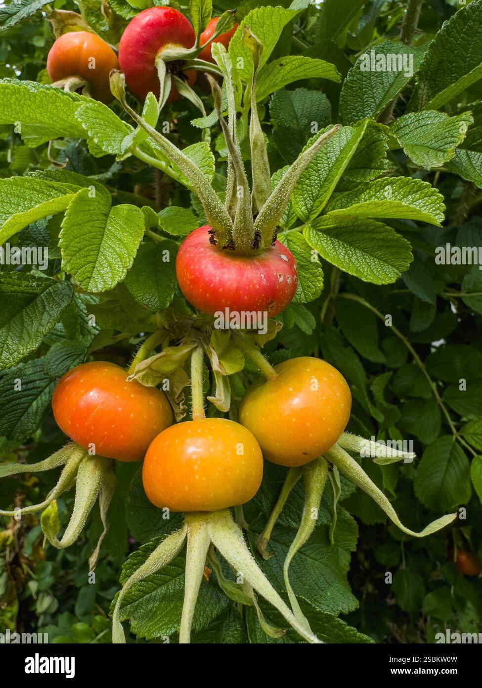 Rose hips edible medicinal hi-res stock photography and images - Alamy