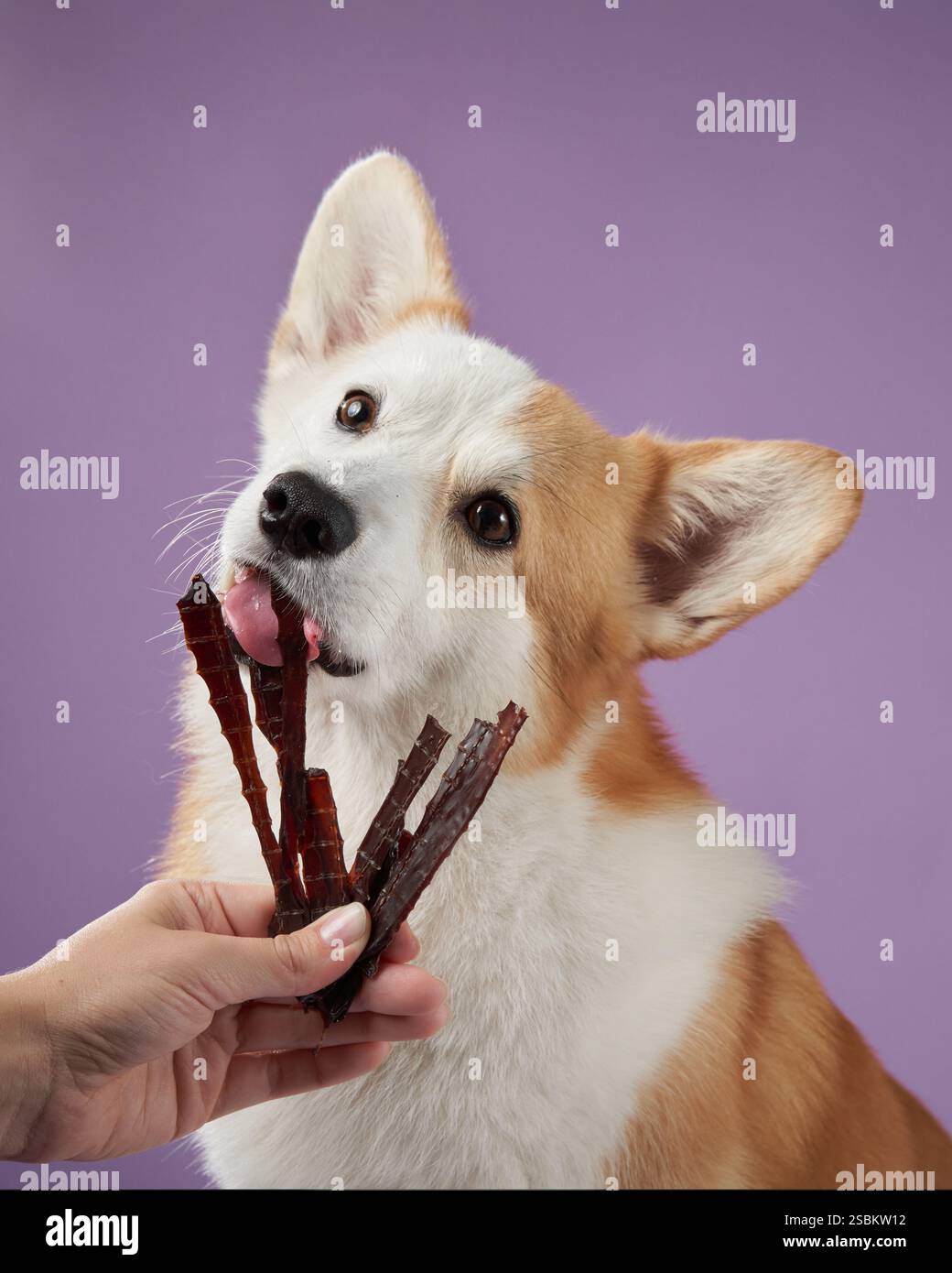 A Corgi chews on a treat held by a human hand against a purple ...