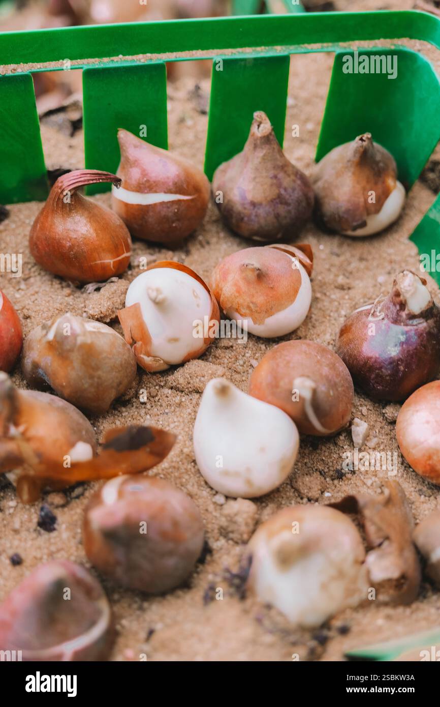 Tulip bulbs in a green planting cup with sand and fertilizer. process ...