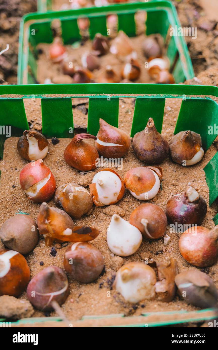 Planting tulips bulbs in a planting cup with sand and fertilizer ...