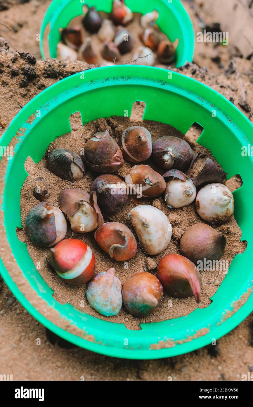 Garden landscaping process. Planting tulips. Tulip bulbs in a green ...