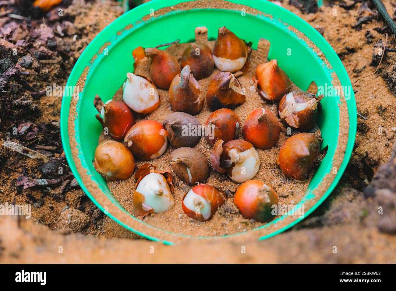 Planting tulips. Tulip bulbs in a green planting cup with sand and ...