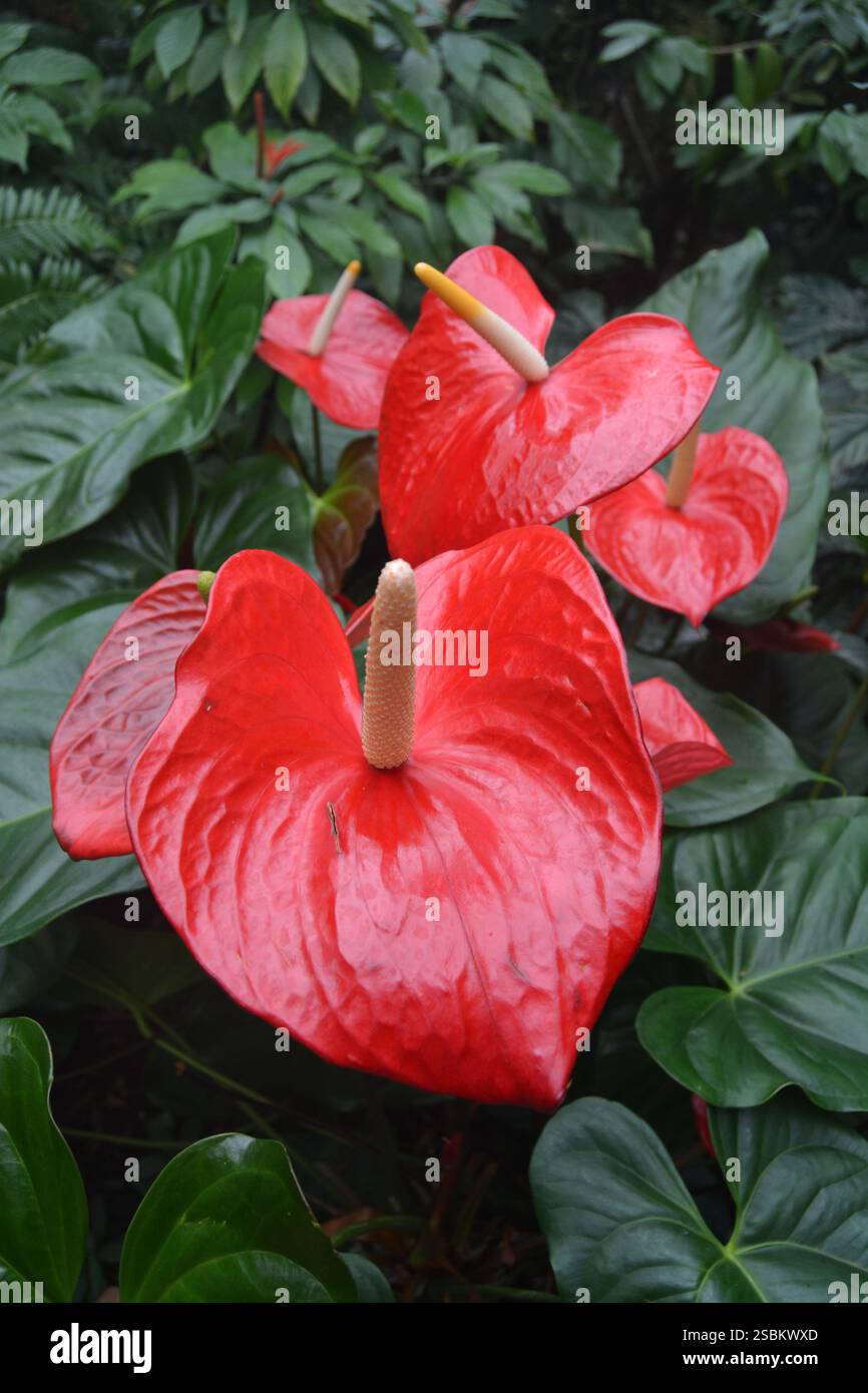 Laceleaf plant hi-res stock photography and images - Alamy