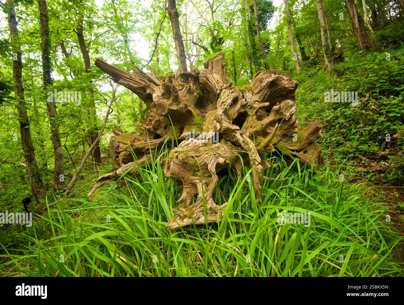 Valle delle Ferriere, Province of Salerno, Italy. The Valle delle Ferriere reserve is a ...