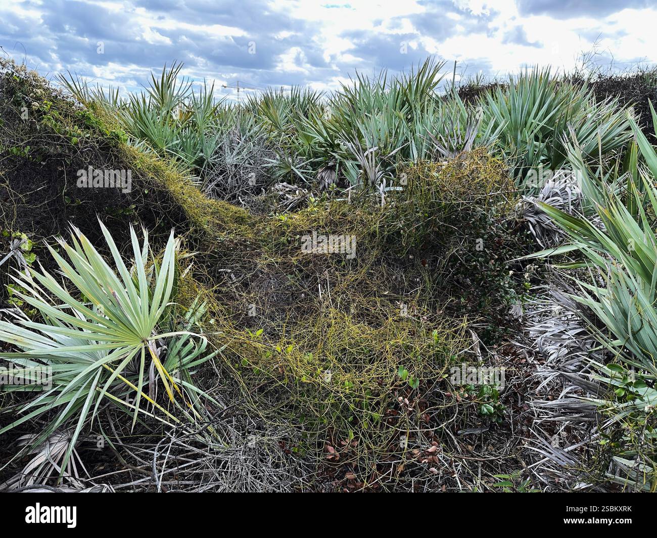 Cassytha filiformis - love vine - a parasitic vine, covering parts of ...