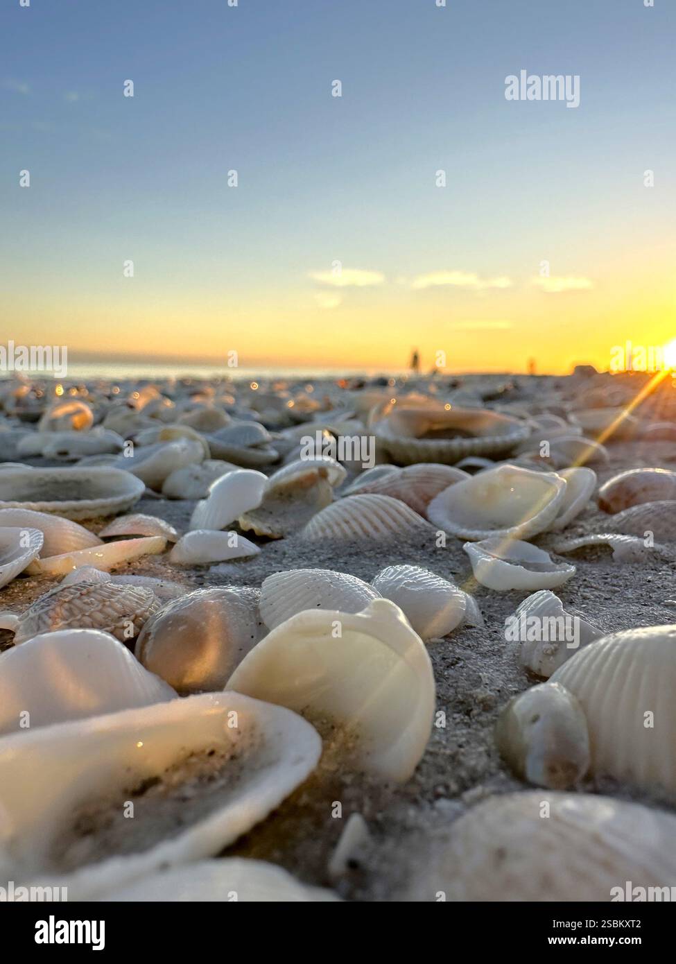 Sanibel island florida and shells hi-res stock photography and images ...