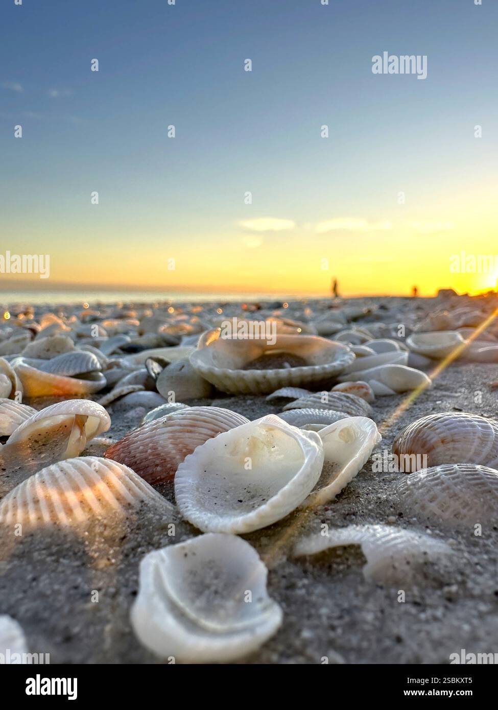 Sanibel island florida and shells hi-res stock photography and images ...