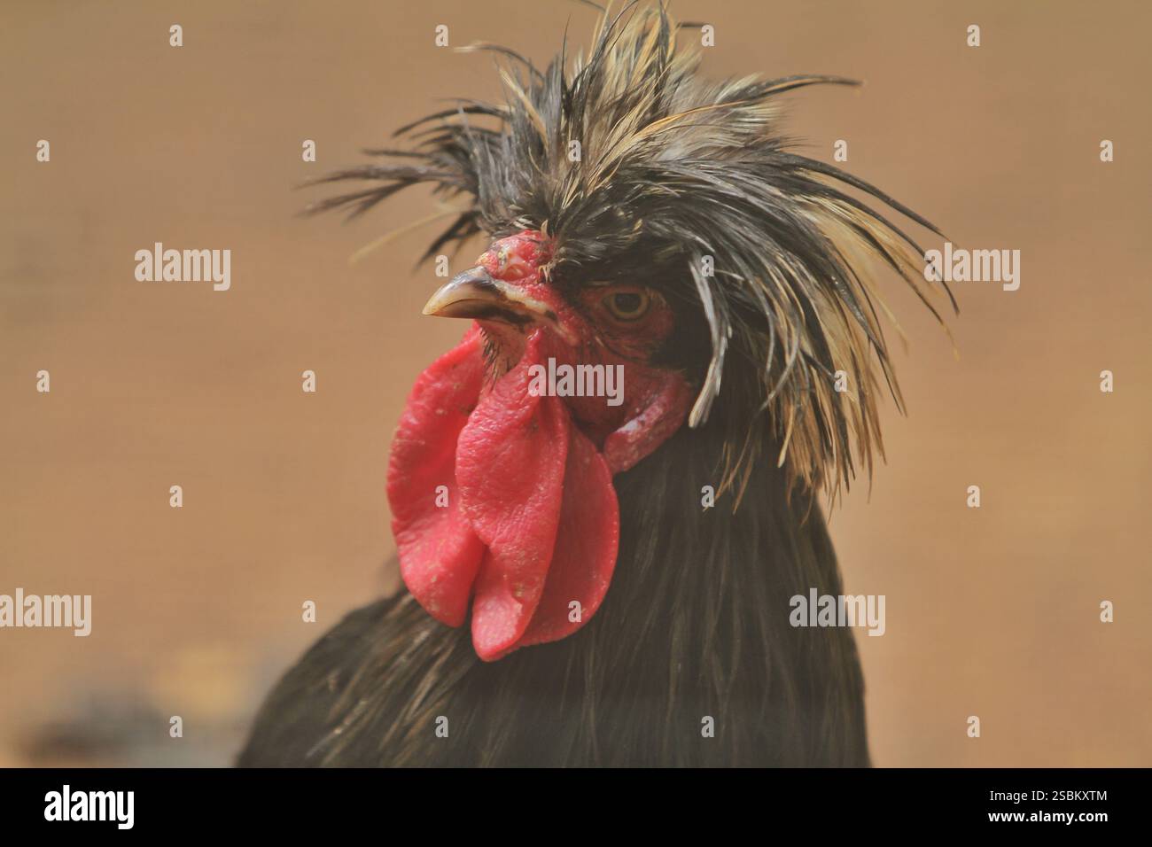 The feather a face hi-res stock photography and images - Alamy